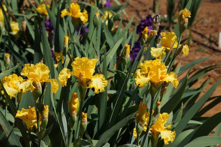 Tall Bearded Iris - Narromine Iris Farm