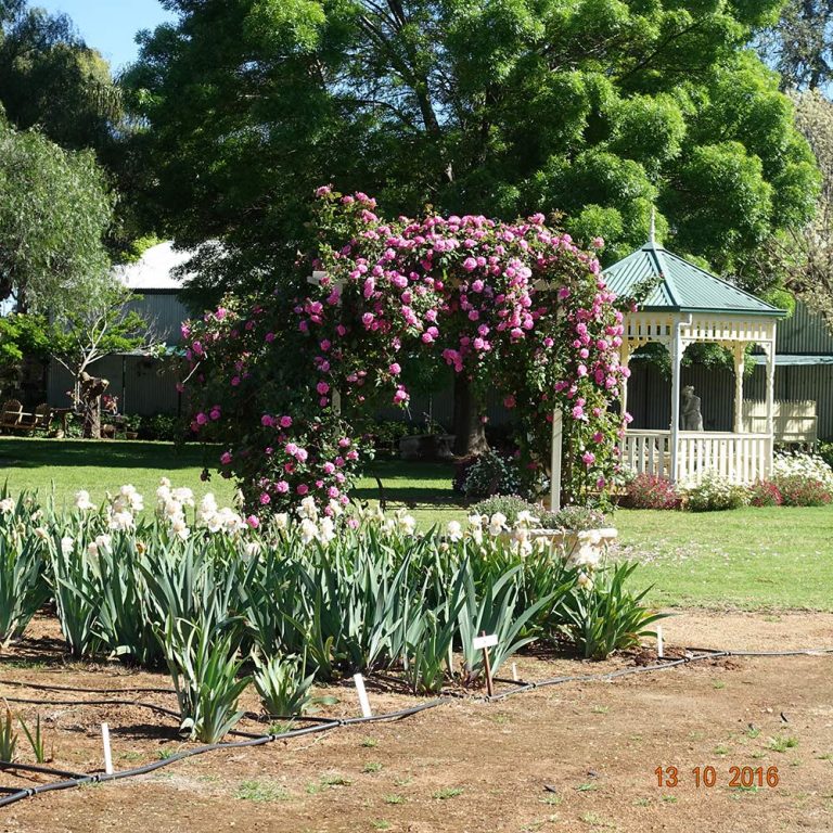 Photo Gallery - Narromine Iris Farm