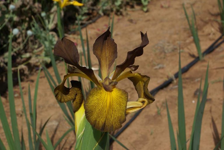 Spuria - Narromine Iris Farm