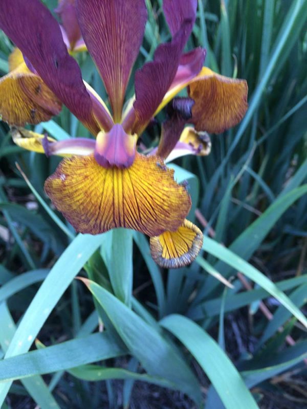 Spuria - Narromine Iris Farm