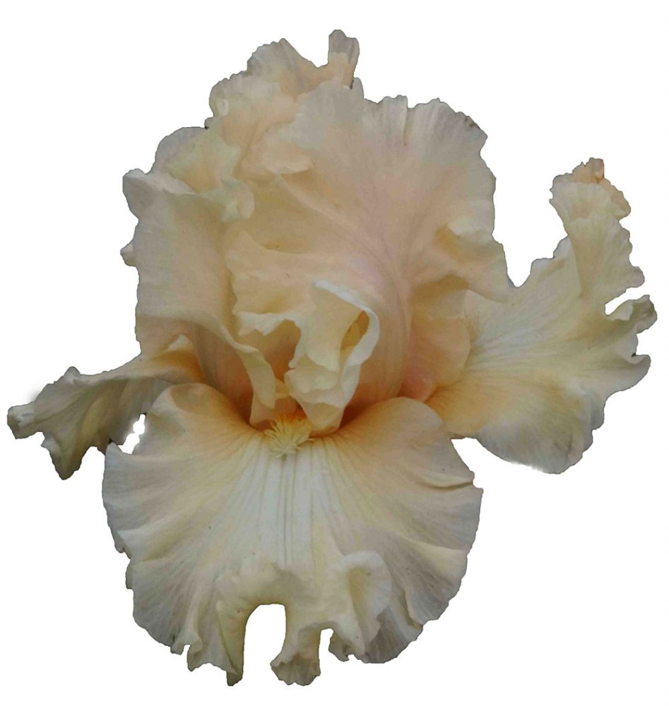 POWDER PUFF GIRL - Narromine Iris Farm