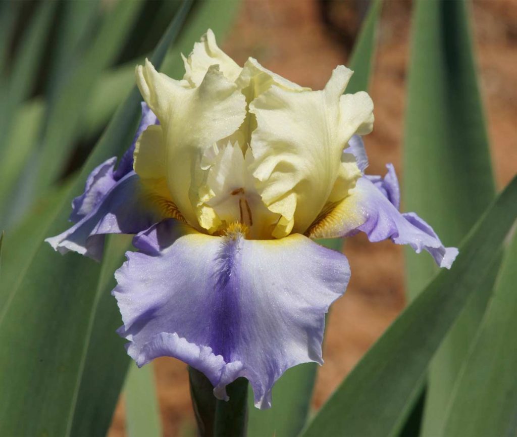 Our Flowers - Narromine Iris Farm