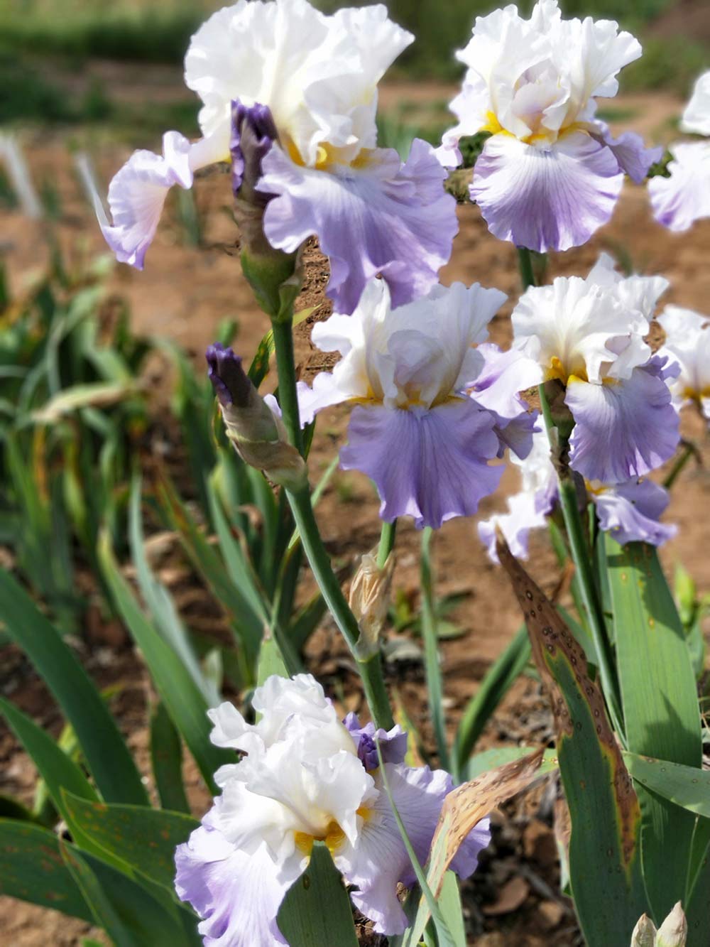 Eye Shade Narromine Iris Farm Eye Shade Narromine Iris Farm