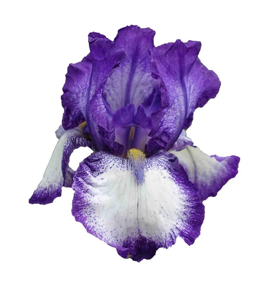 Memphis Queen - Narromine Iris Farm